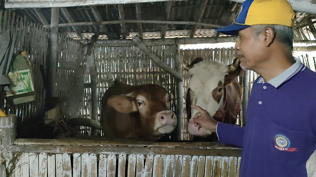 SAPI SEMBUH DARI PMK, SETELAH PENGOBATAN DAN PERAWATAN - YouTube