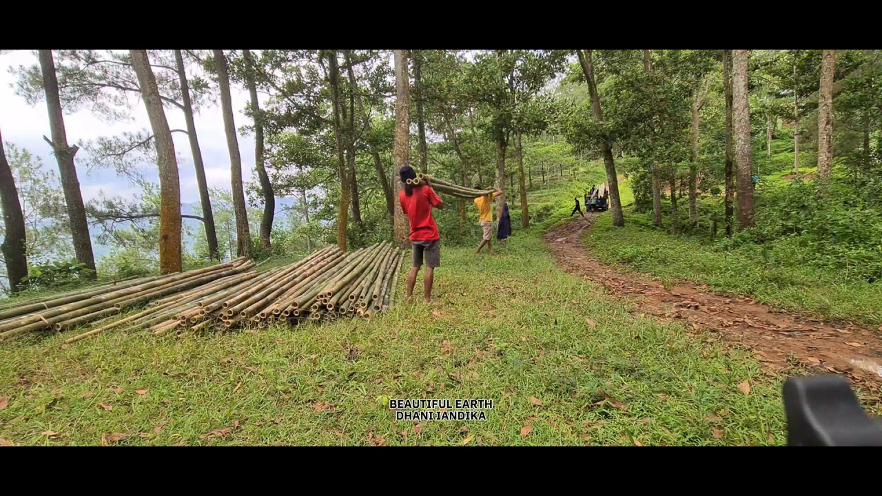 Gathering Bamboo in the Green Mountain Forest: Traditional Bamboo ...