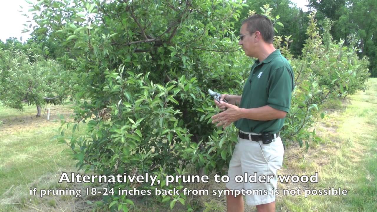 Fire blight: Pruning shoot blight strikes - YouTube