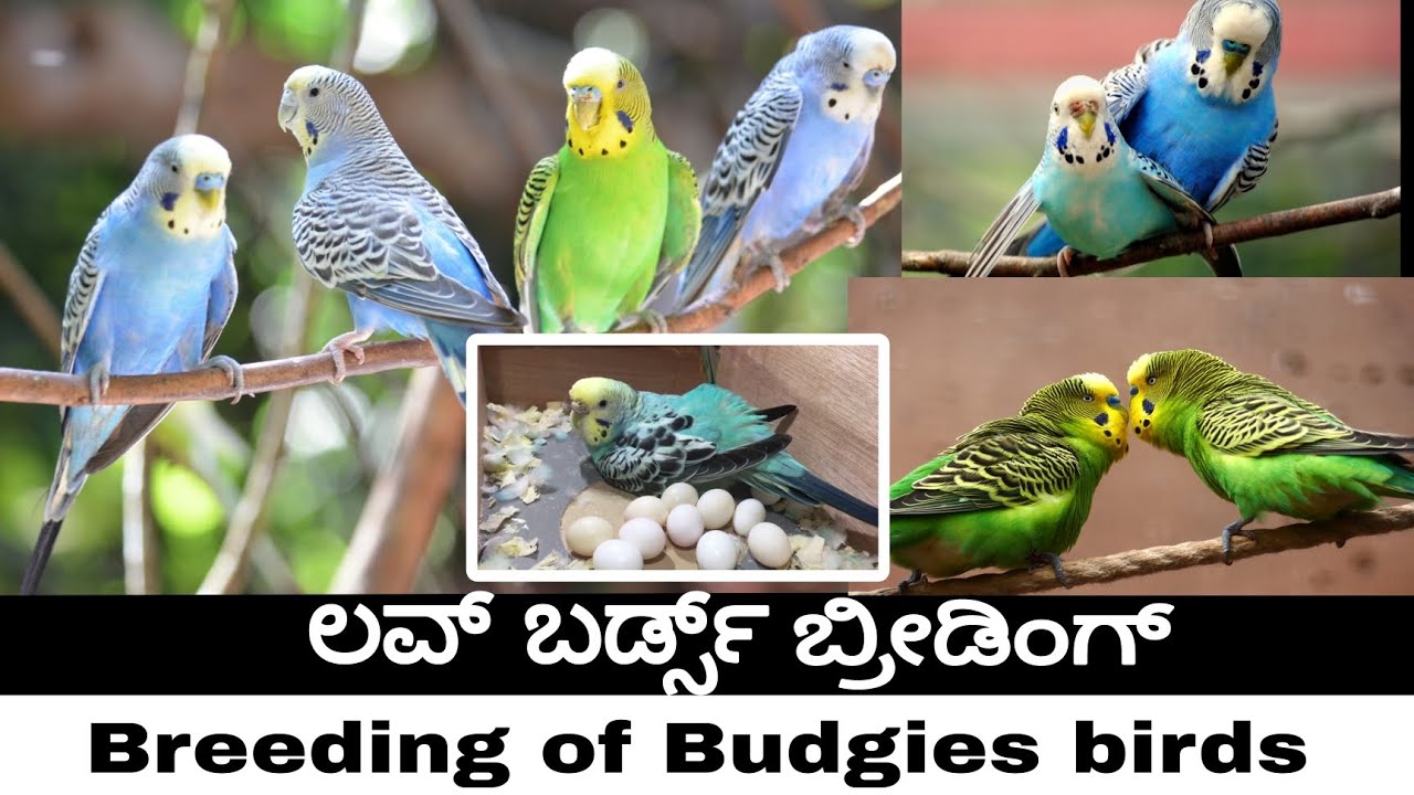 Breeding of Budgies | love birds breeding | FINS & WINGS | ಕನ್ನಡ - YouTube