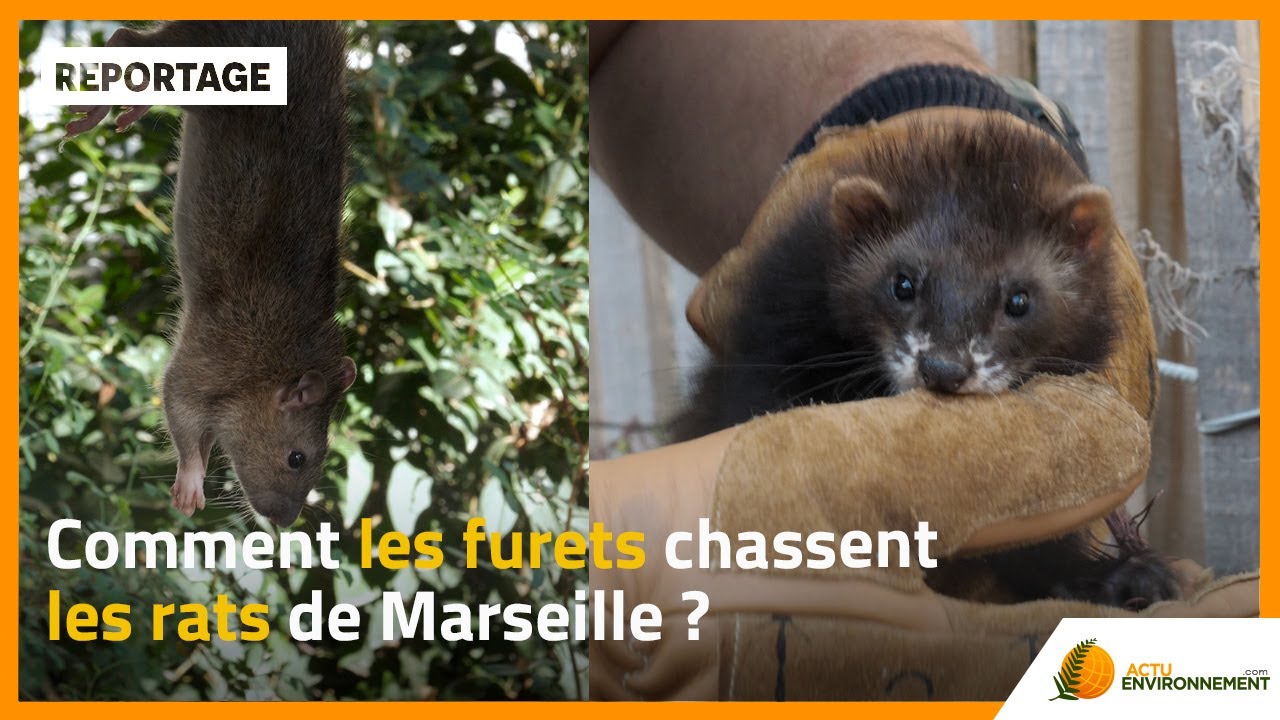Comment les furets chassent les rats de Marseille ? - YouTube