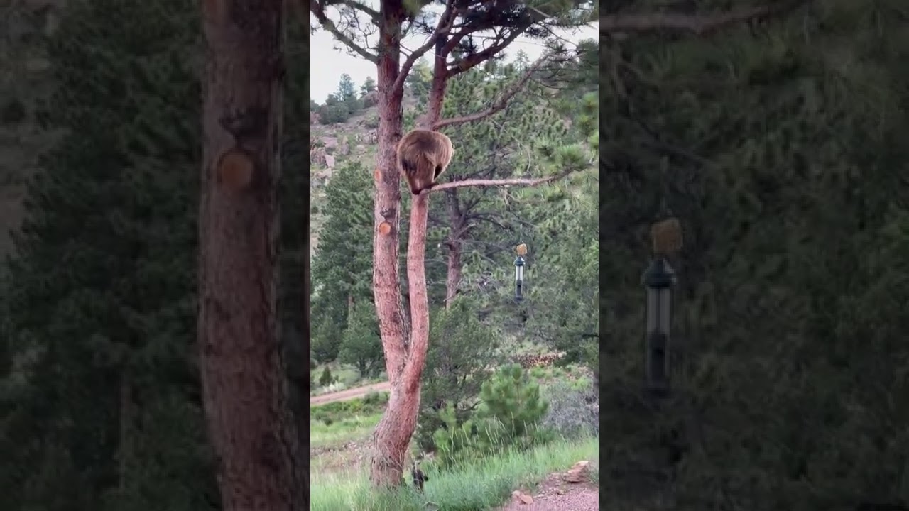 Acrobatic Bear Goes For Bird Feeder || ViralHog - YouTube