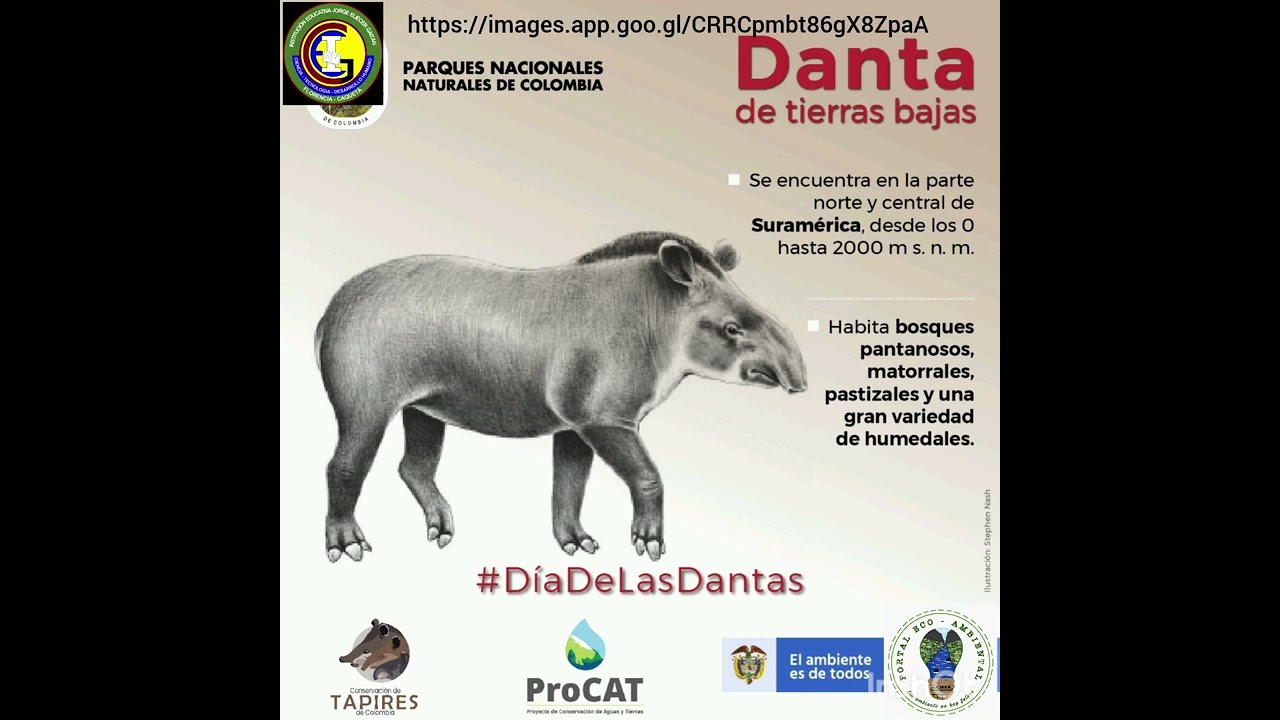 La Danta Colombiana - YouTube