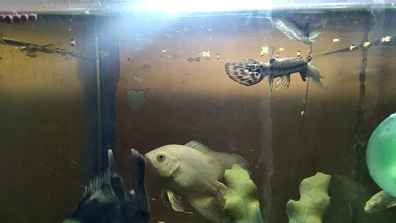 Alligator gar eating another fish | gar and Oscar together | monster in ...