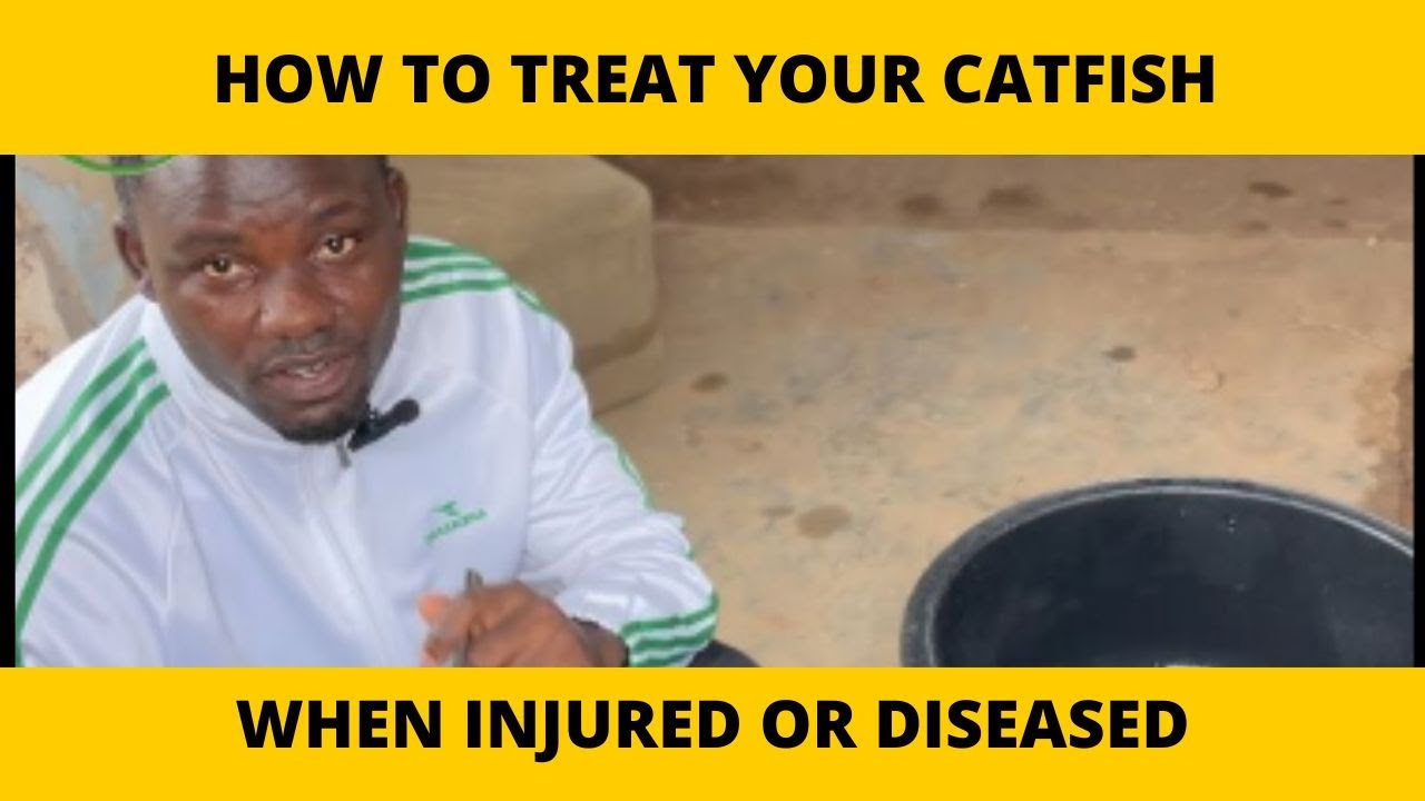 Treatment of catfish with Tetracycline and Salt - YouTube