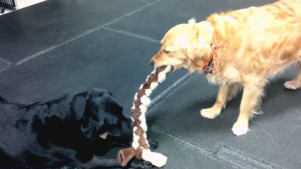 Brant Dogs Tug of War Thursday April 28, 2016 - YouTube