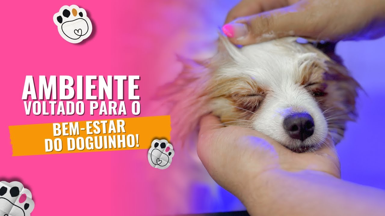 UM AMBIENTE VOLTADO PARA O BEM-ESTAR DO SEU DOGUINHO! - YouTube