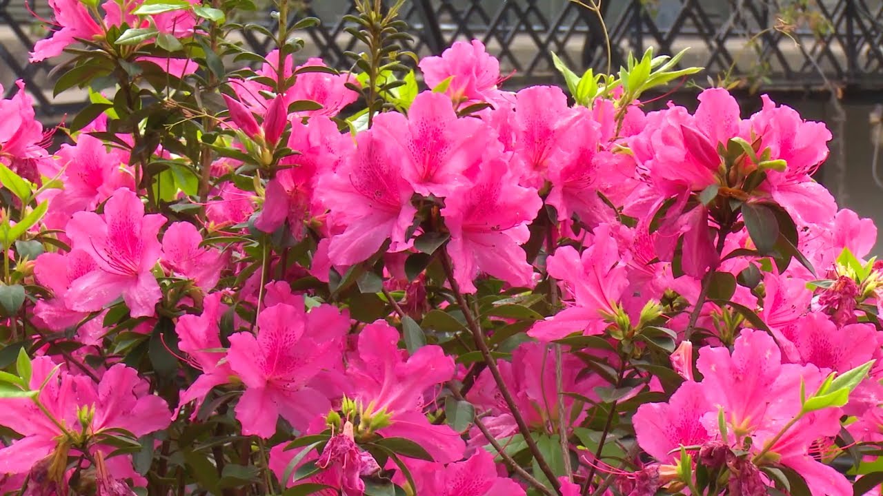 Azaleas in Savannah - YouTube