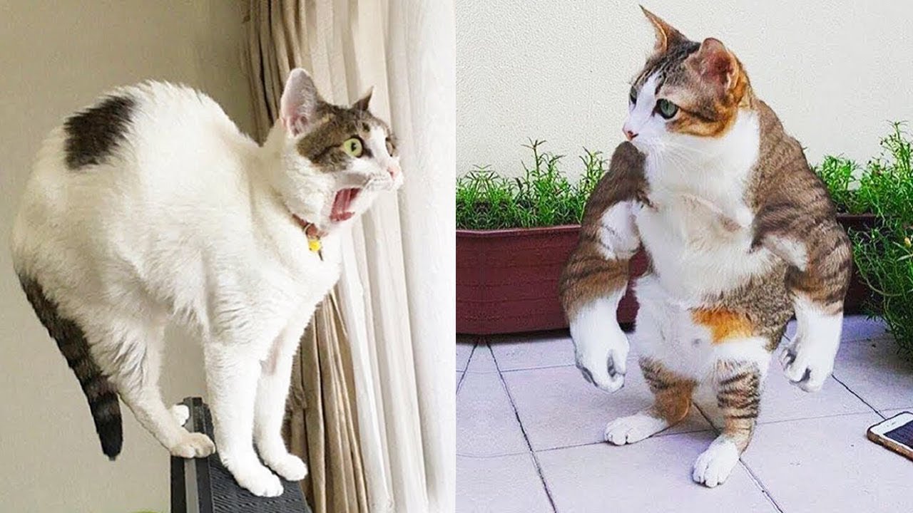 Try Not To Laugh or Grin While Watching Funny Animals Compilation #30 ...