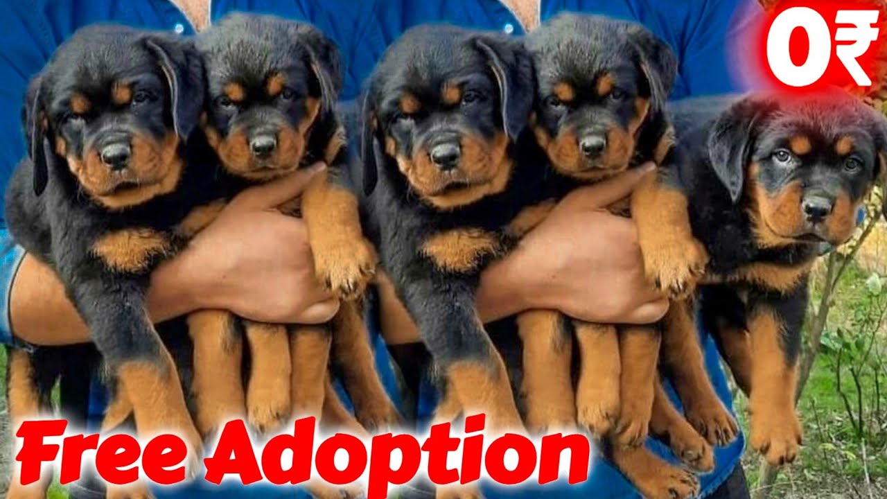 Free Rottweiler puppies *Rottweiler for Free Adoption* Free home ...