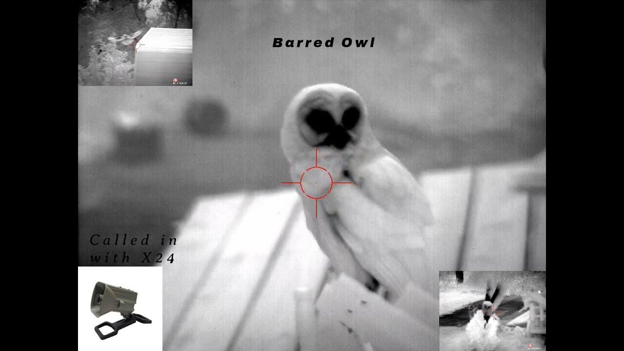 Barred owl called in with Fox Pro - YouTube