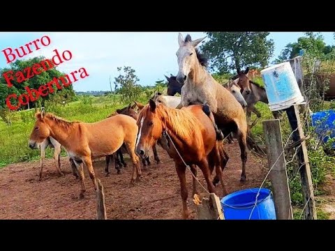 BURRO COBRINDO UMA ÉGUA - YouTube