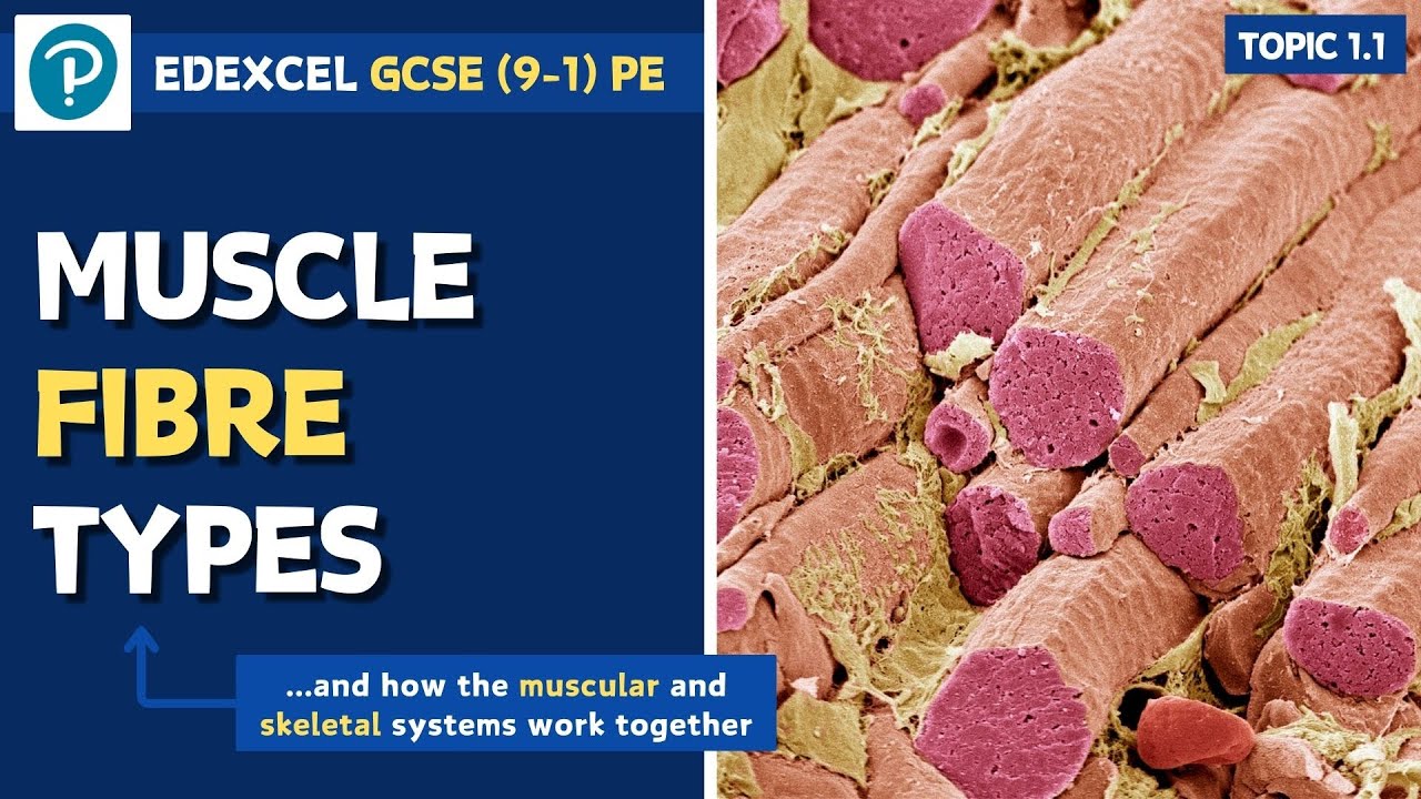 Edexcel GCSE PE - Muscle Fibre Types (type I, type IIa, type IIx ...