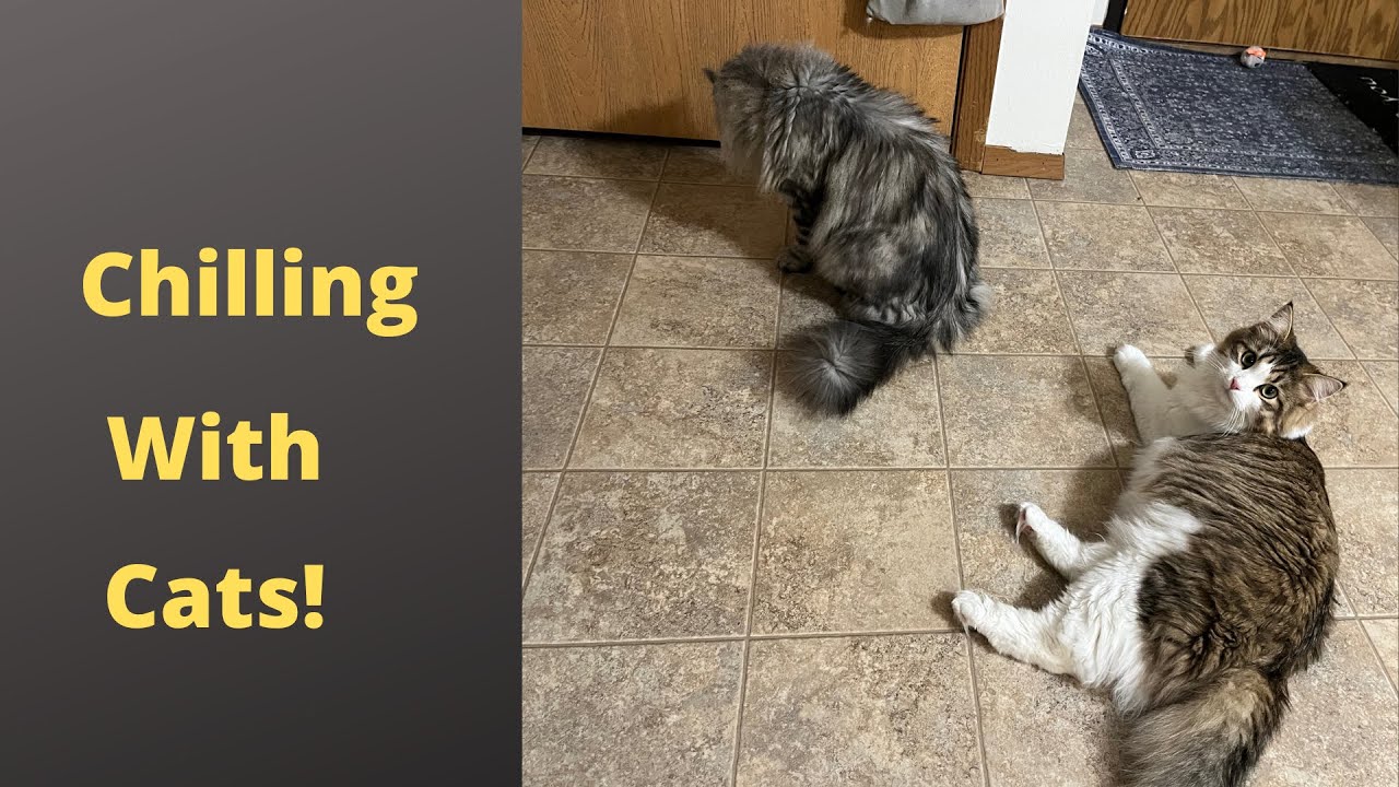 Chilling With Cats Vlog #4 #cute #cat #relaxing #funny #meow # ...