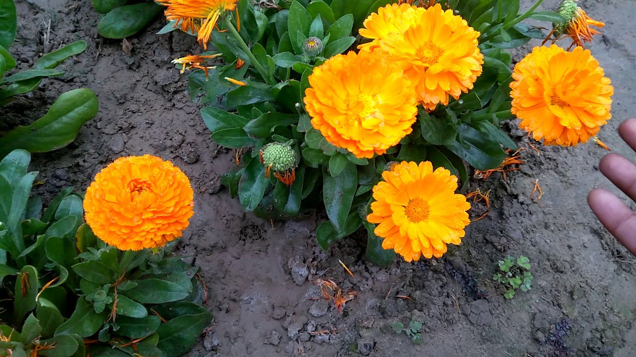 How to care calendula flowers plant// कैलेंडुला पौधों की देखभाल - YouTube