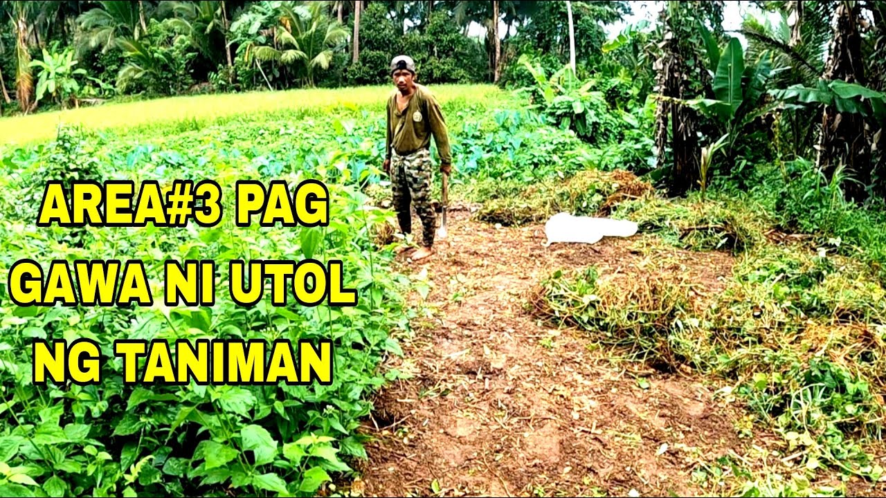 PAG GAWA NI UTOL NG TANIMAN NG GULAY SA AREA #3 - YouTube