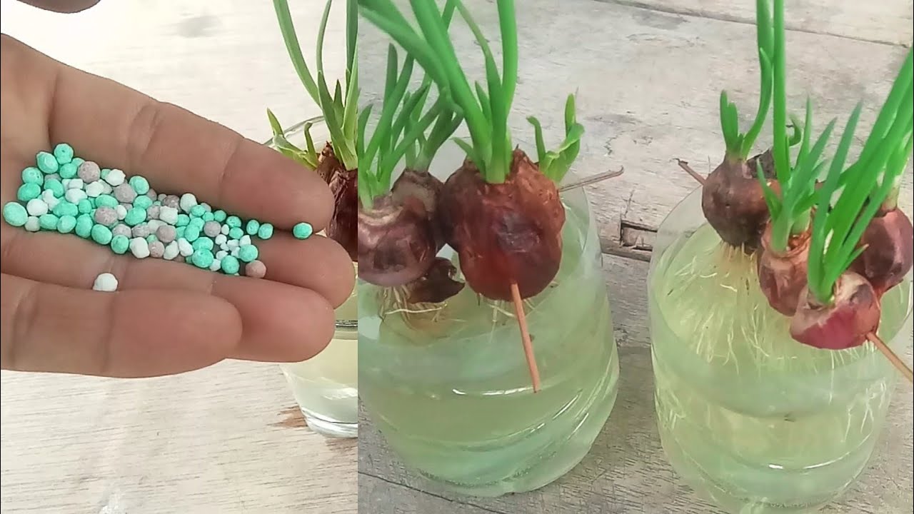 Best npk fertilizer, Growing Hydroponic Onions Very Fast - YouTube