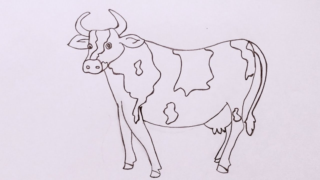 How To Draw A Cow/Easy Cow Drawing/Step By Step/Pencil Drawing - YouTube