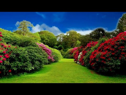 beautiful 💕nature flower 🌹status 4k rose garden world#nature #naturelover4kstatus #youtube #viral
