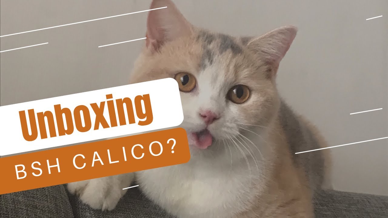Unboxing Kucing British Shorthair Calico - YouTube