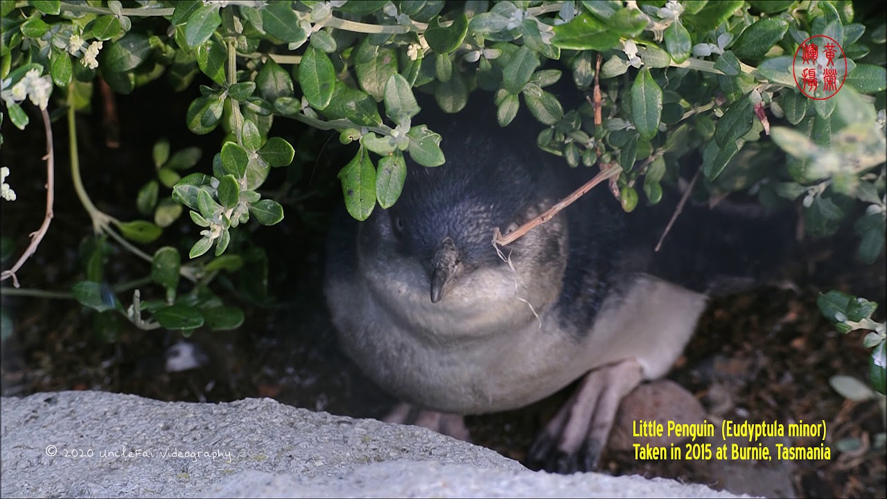 Little Penguin waking up in the late afternoon - YouTube