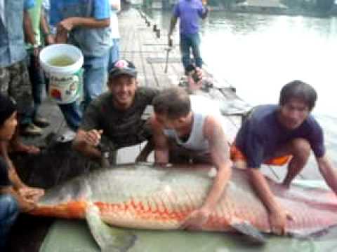 river monster,the biggest arapaima ever caught on video - YouTube