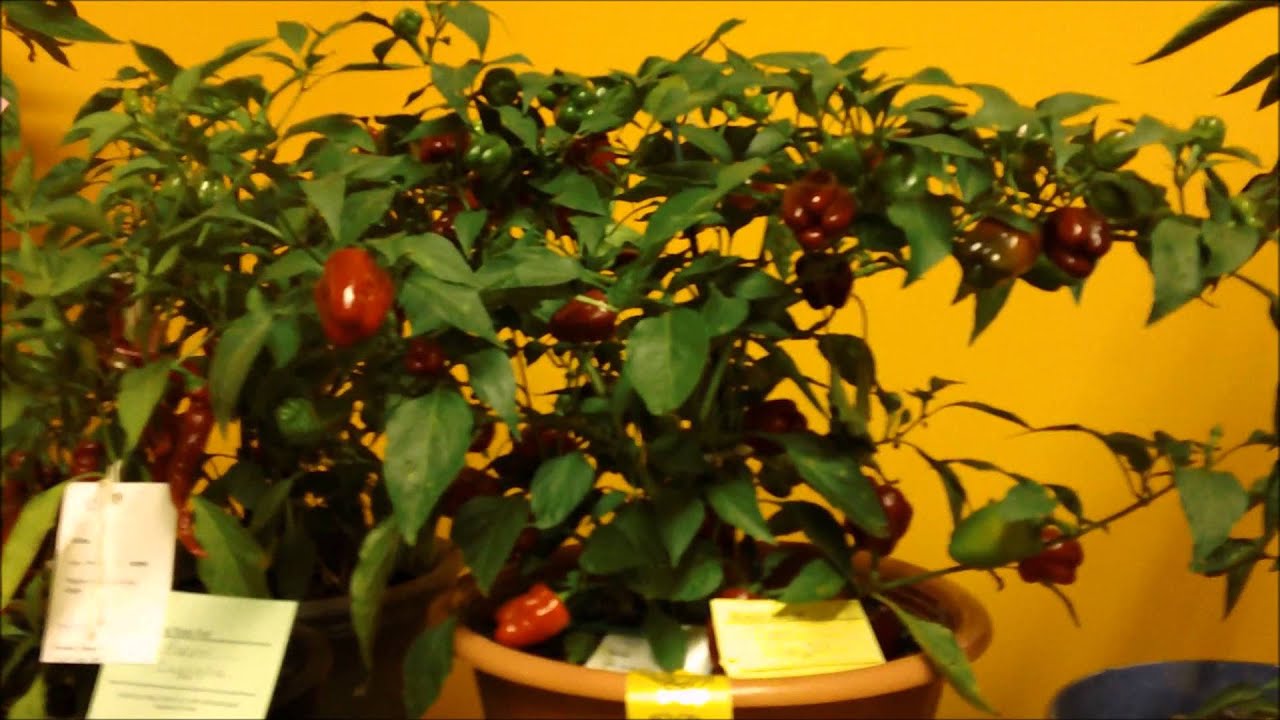 How to grow hot peppers part 15 Plant profile: Takanotsume wins 3rd ...