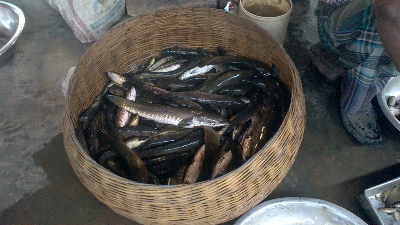 #bd #live fish show fish market#fish cutting_videos | Bangladeshi Fish ...