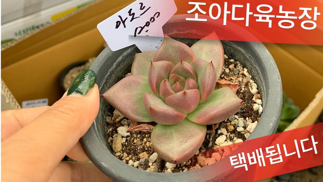 조아다육농장 신상다육이 도착했어요피치캔디 립스틱 먼로 일본신라이 테슬라 먼로샤넬 문스톤 조이스툴르크금 아이시