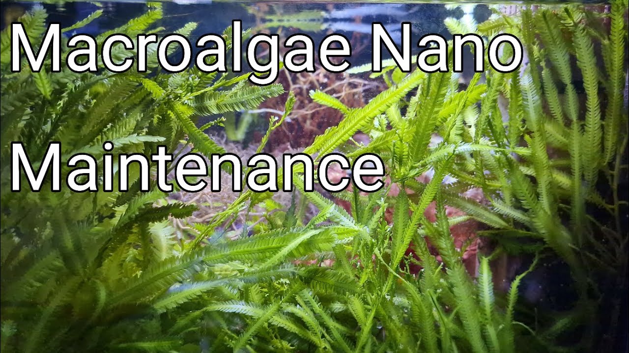 How I Maintain My Nano Macroalgae Reef Tank - YouTube