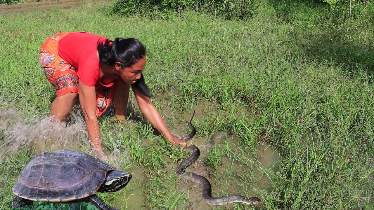 Rescue a wild turtles Found green mango, Dragon fruit for food in ...