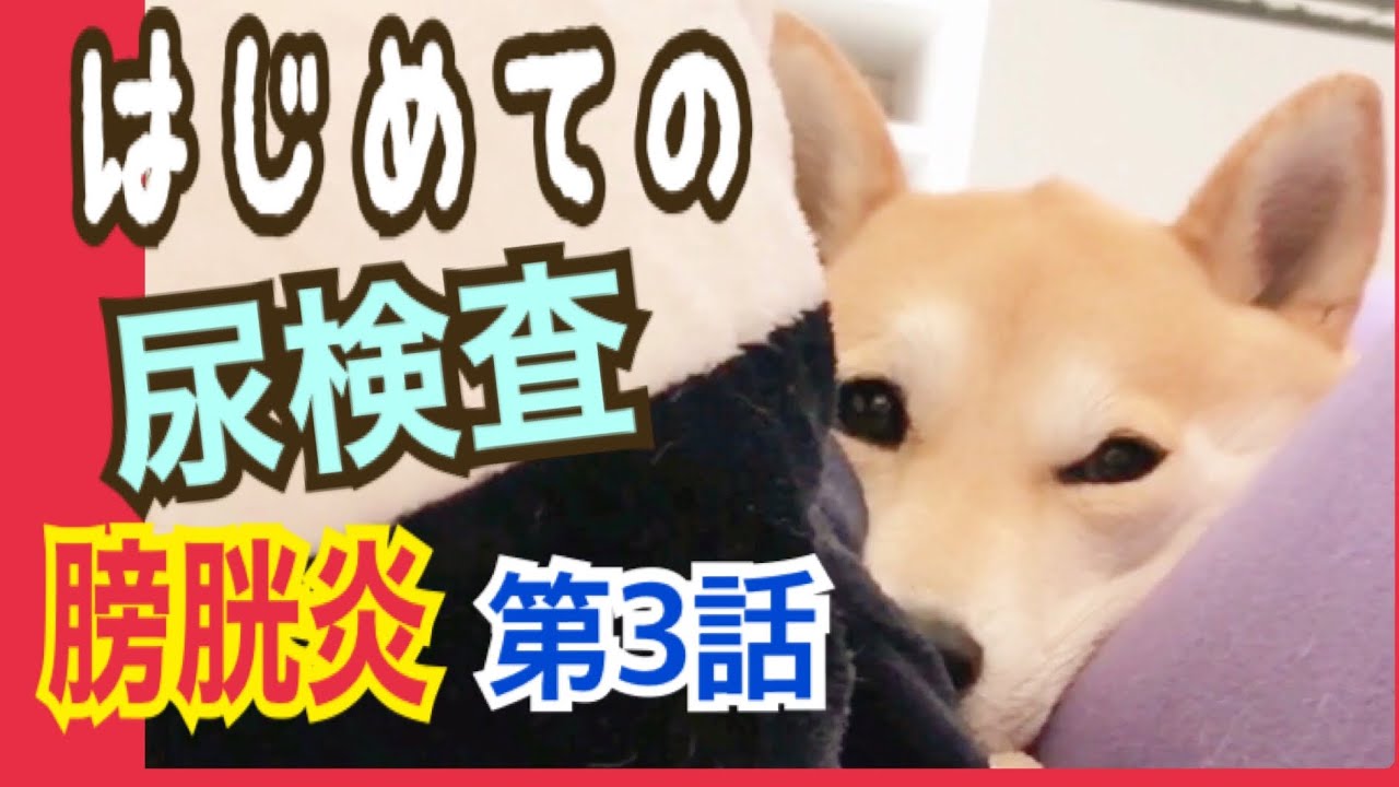 【柴犬 もみさん】はじめての尿検査の やり方と結果／病院大好き・膀胱炎（第3話） Shiba Inu Momisan has a urine ...