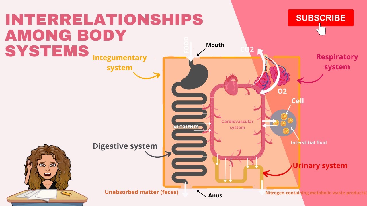Interrelationships Between The Body Systems How Our Body Systems Work Interrelationships Between The Body Systems How Our Body Systems Work