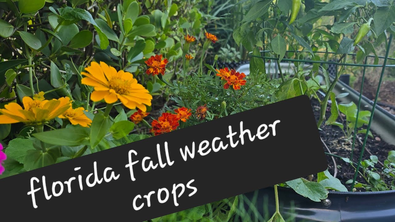 Welcome Fall Florida, time to garden! - YouTube