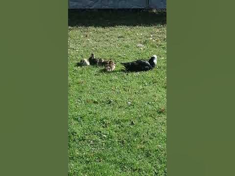 Уточки - YouTube