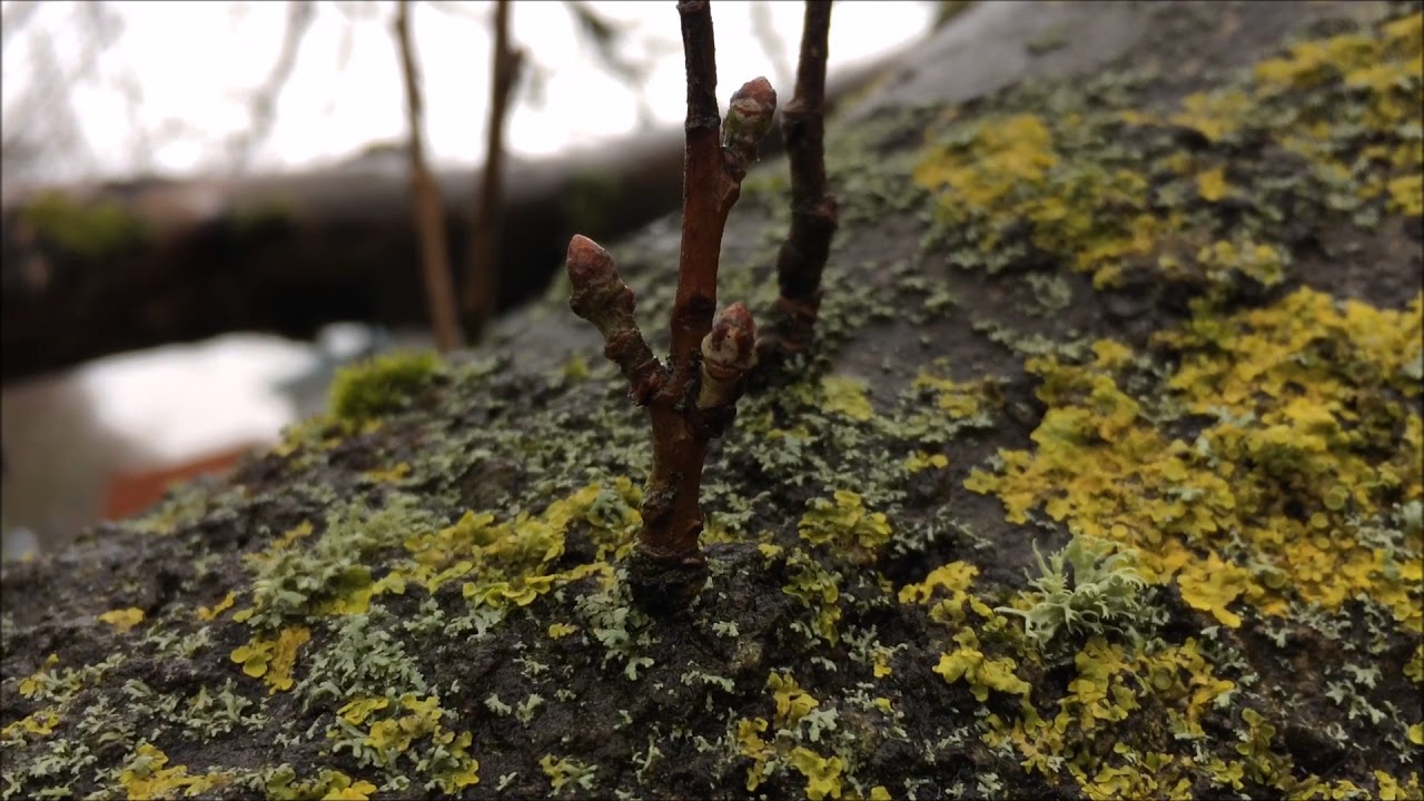 White Poplar (Populus alba) - buds - March 2018 - YouTube