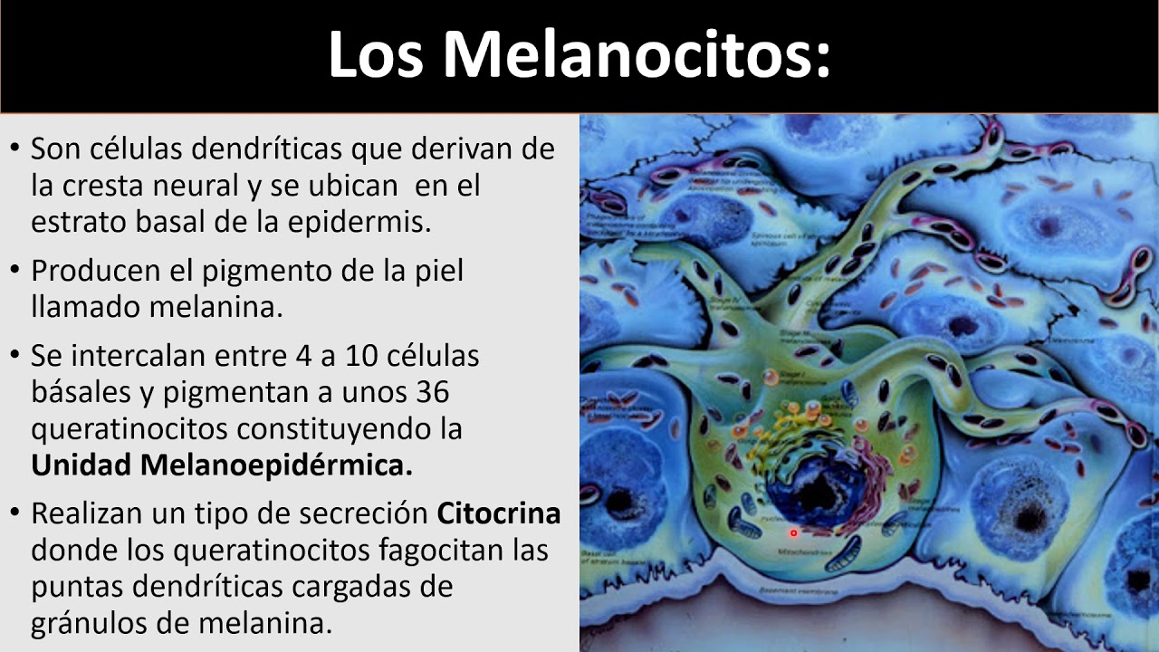 Melanocitos - YouTube