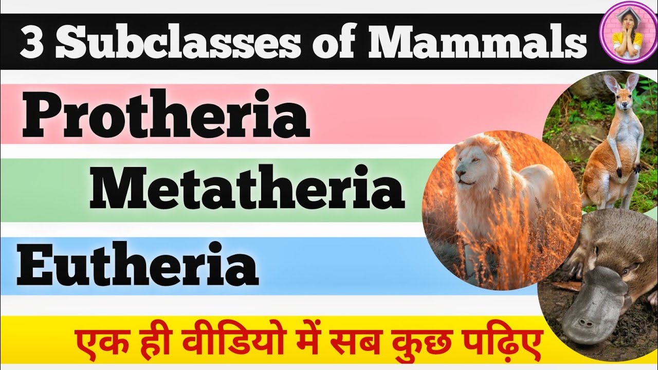 Protheria||Metatheria||Eutheria🦇🐬||Difference|| Zoology chordate ...