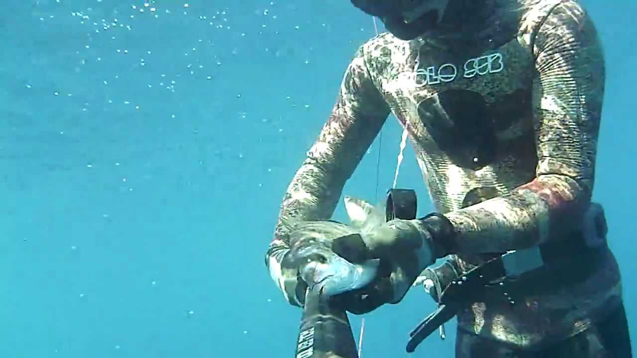 sarago pizzuto a 16mt con Antonello Salvi - YouTube