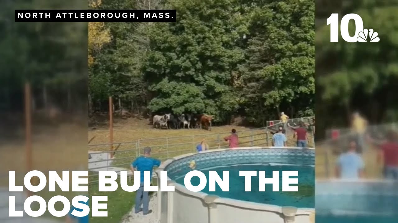 North Attleborough no longer helping in search for missing bull - YouTube