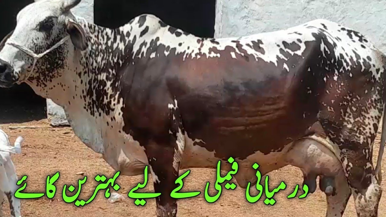 Low rate Cholistani Cow for sale in pakistan By butter dairy fam Super ...