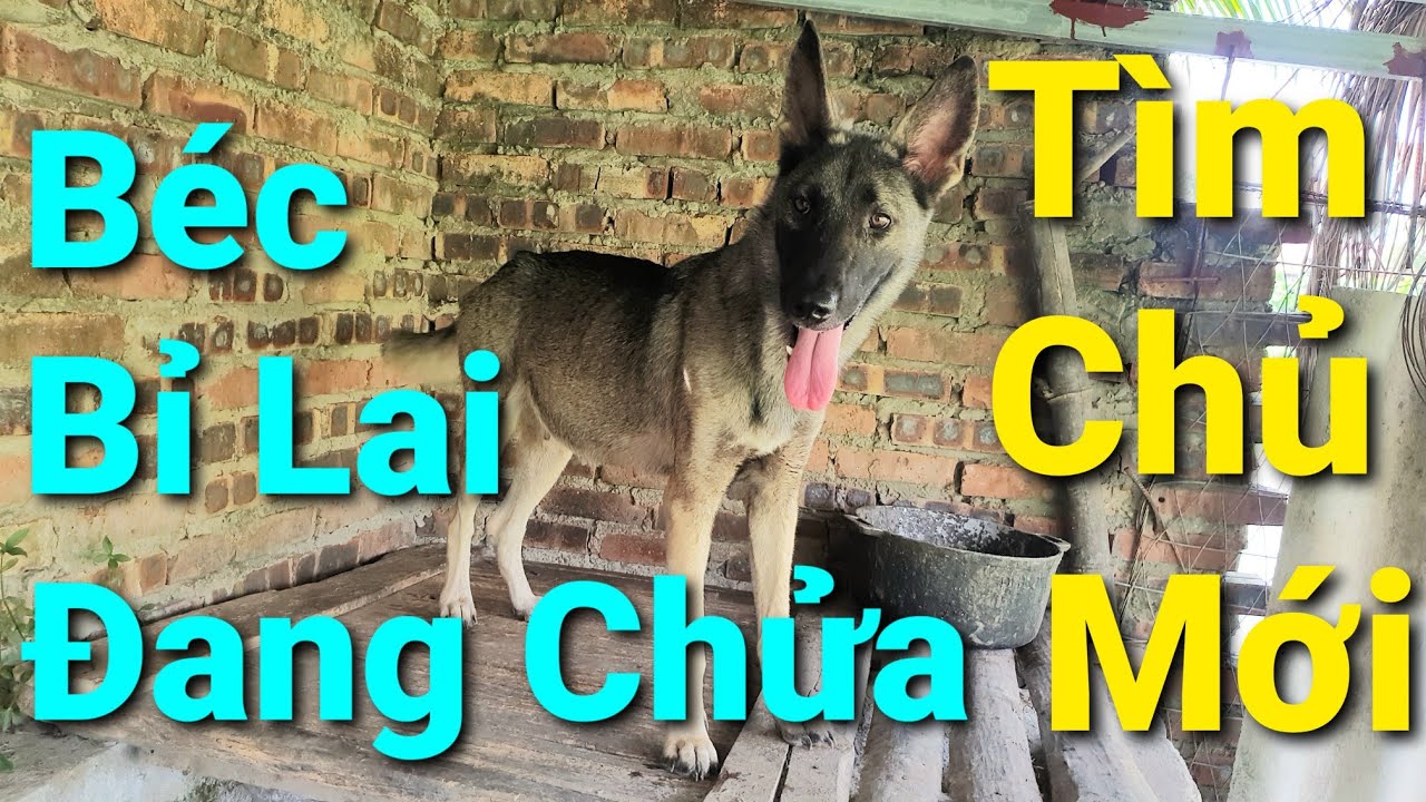 chó béc bỉ lai đang chửa 1 tháng tìm chủ mới - YouTube