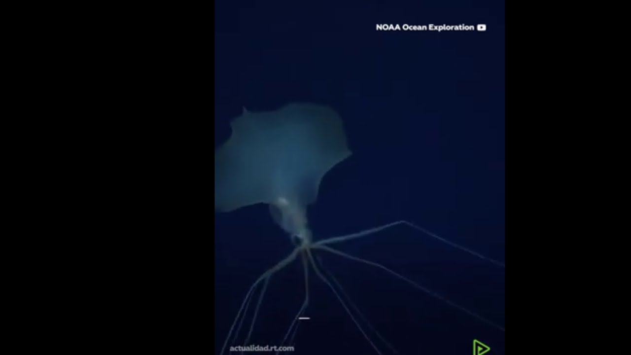 CAPTAN UN CALAMAR, FANTASMA 2.500 METROS DE PROFUNDIDAD, TAMBIÉN ...