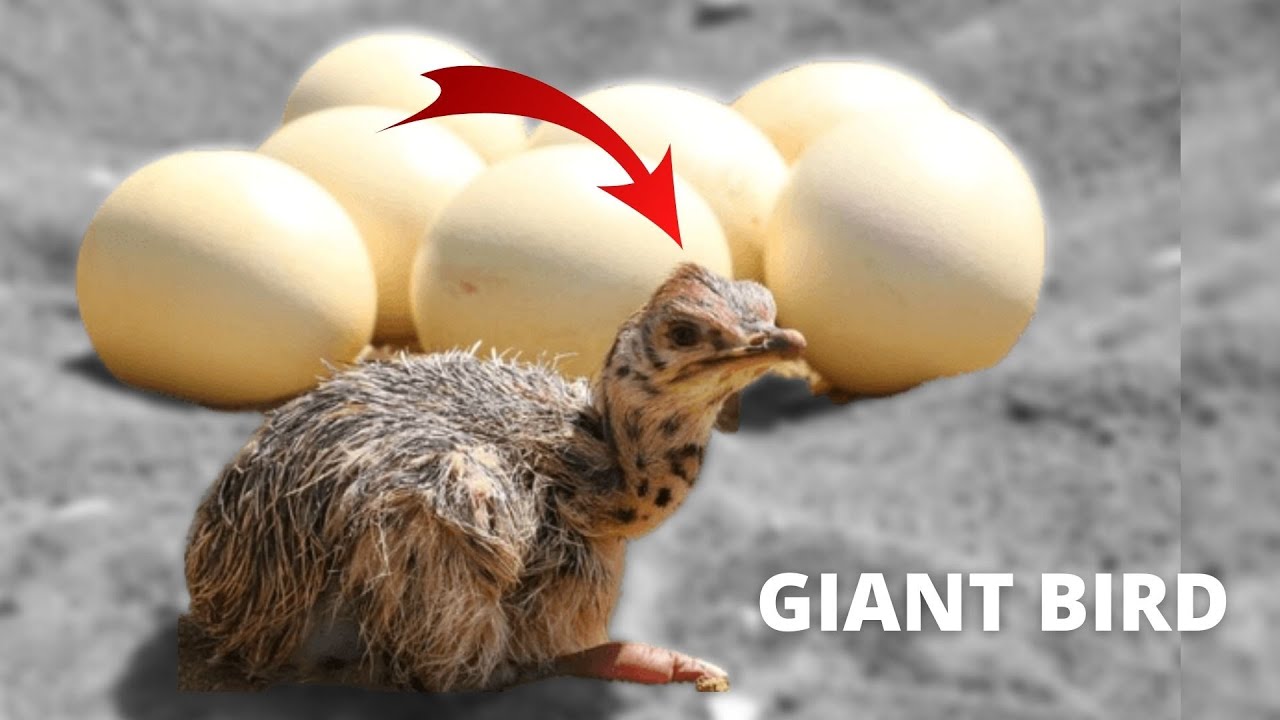 Ostrich is a fast-growing animal - YouTube