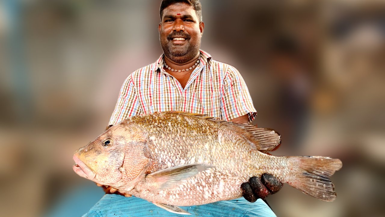 MINNAL RAJA FISH CUTTING VIDEO #kasimedu #fishcutting #minnalraja # ...