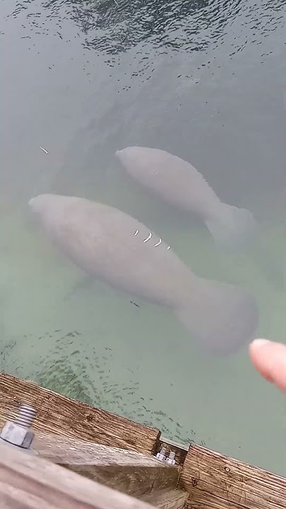 Manatees - YouTube
