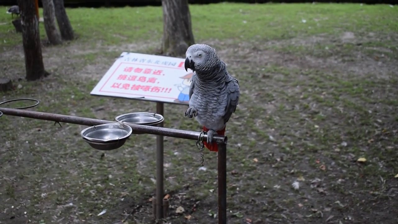 Parrots in Bird museum ,Changchun China - YouTube