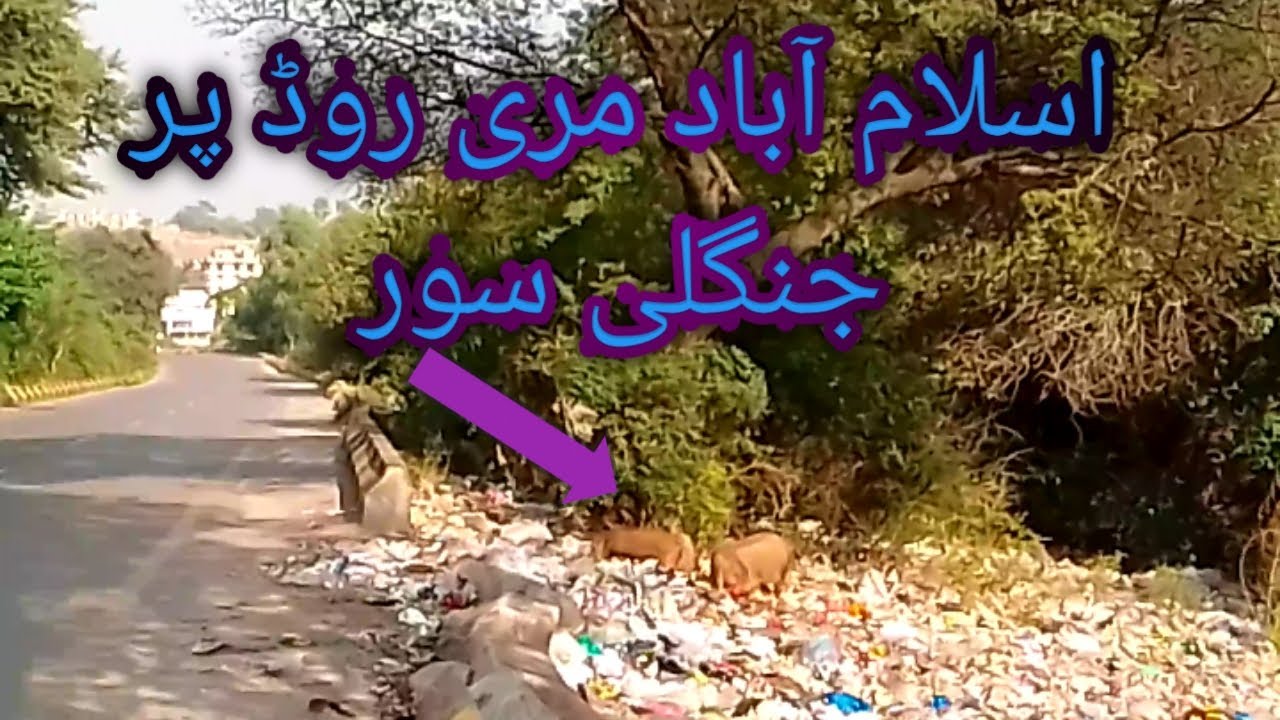 islamabad Marree Road pr jangli khanzer | pig in Marree - YouTube