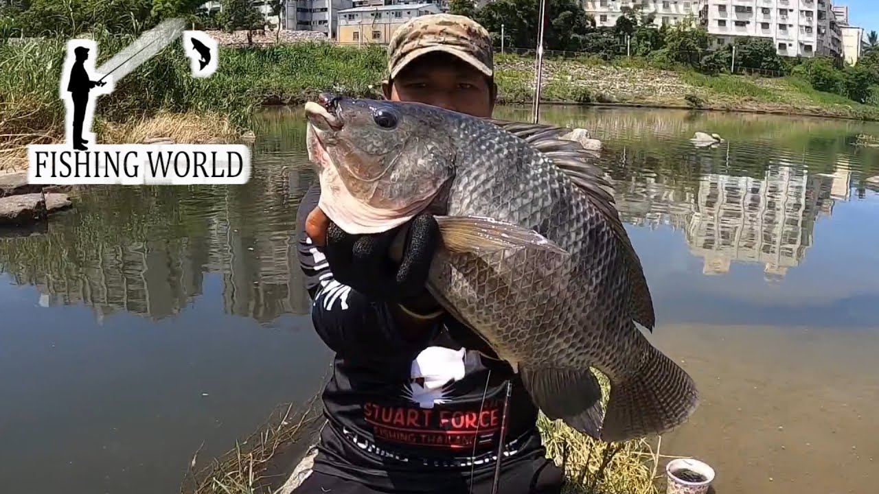Fishing for baboon tilapia super barrage| Indonesia | 1080p | Fishing ...