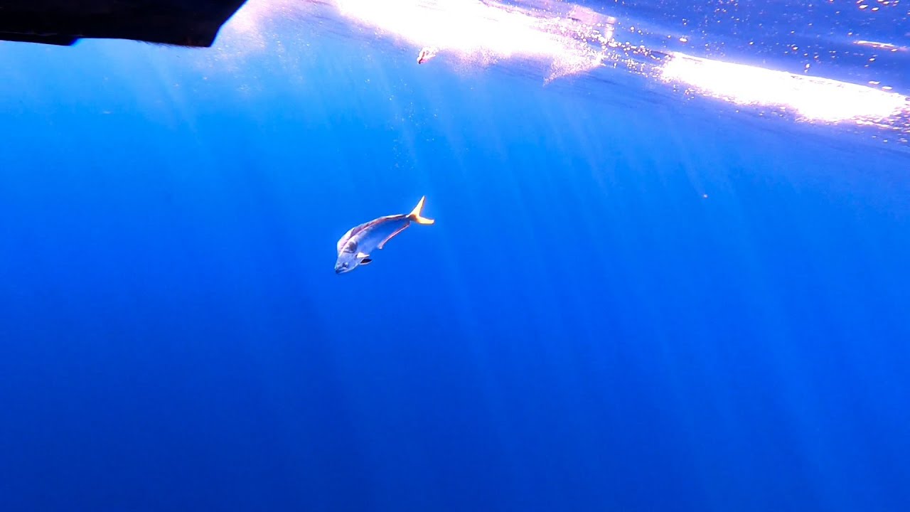 fishing lampuki , mahi mahi , dorado dolphin fish - YouTube